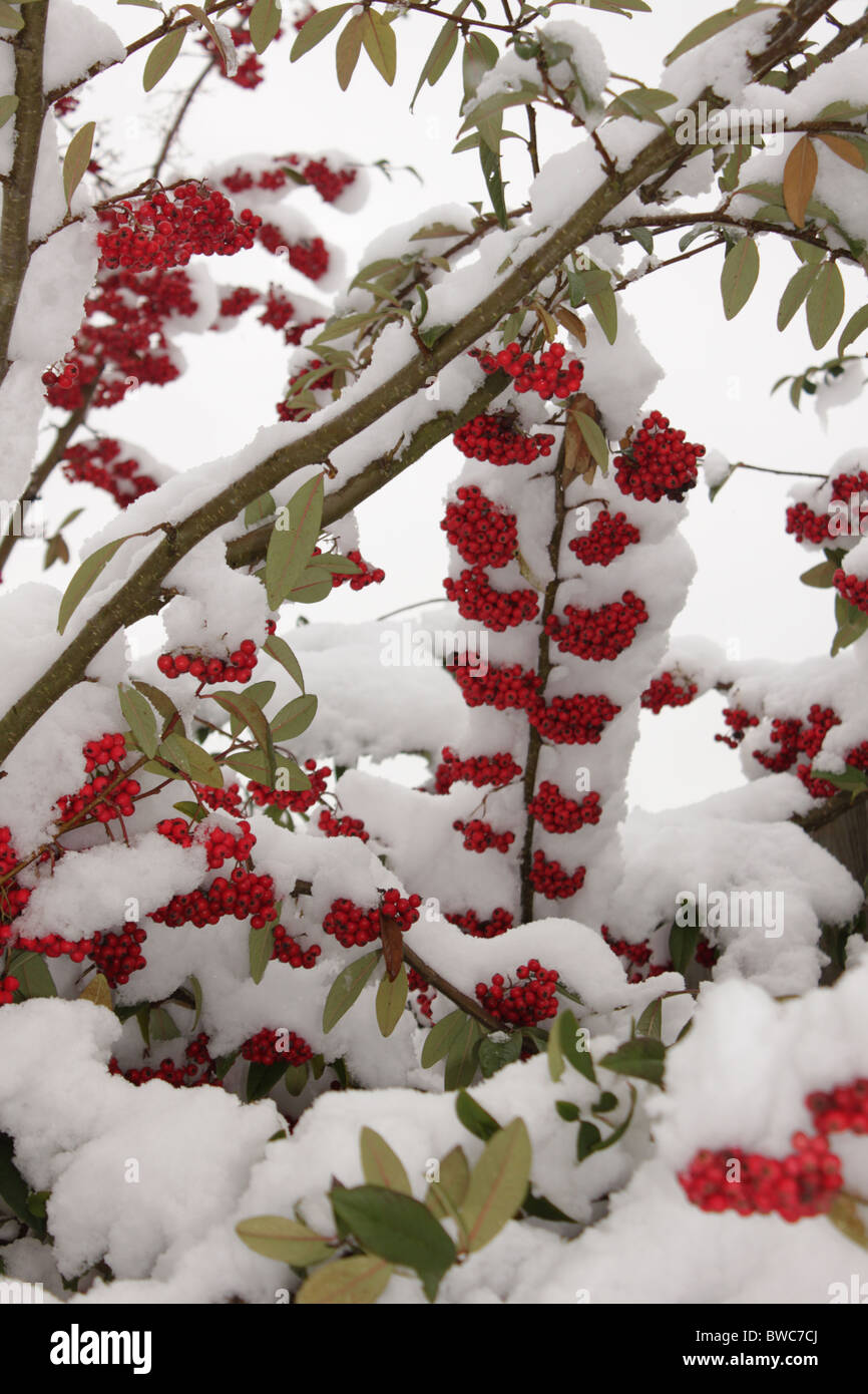 Gathered branches hi-res stock photography and images - Alamy