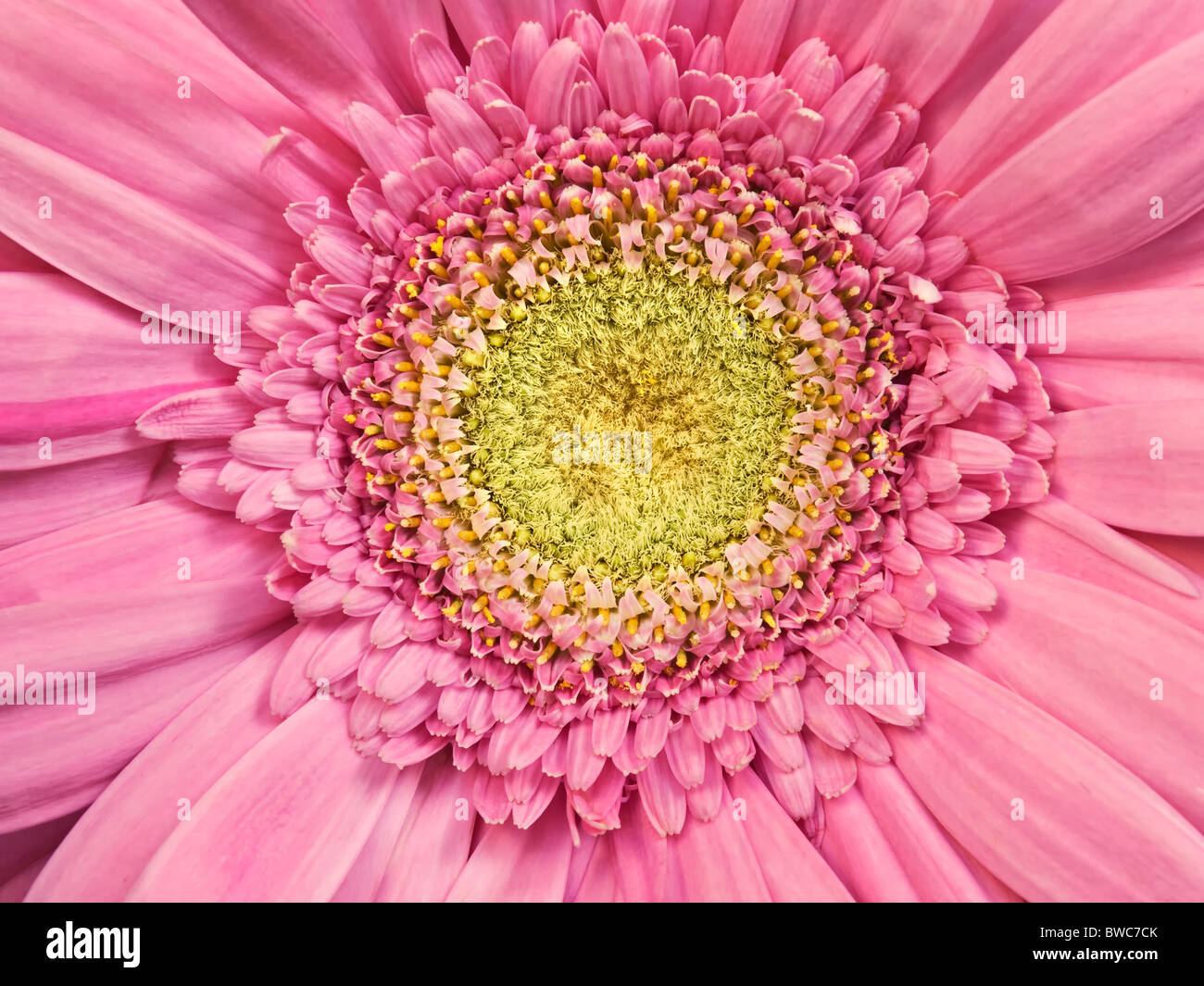 pink gerbera daisy macro,vibrant color,for backgrounds Stock Photo - Alamy