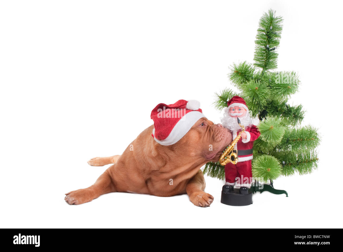 Puppy with Santa's cap lying next to a Christmas tree and Santa toy ...