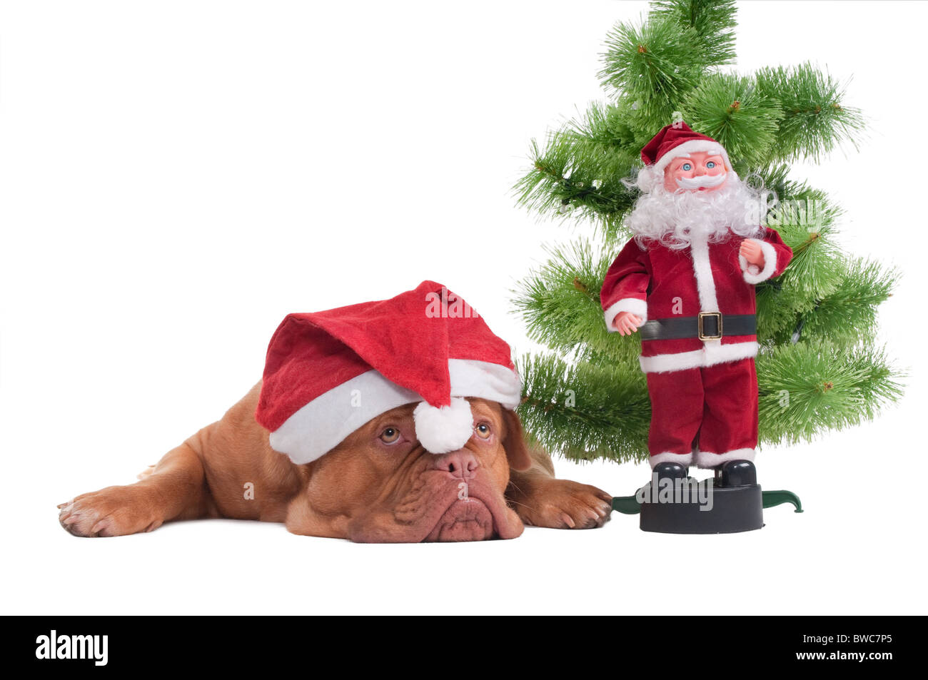 Tree lying down Cut Out Stock Images & Pictures - Alamy
