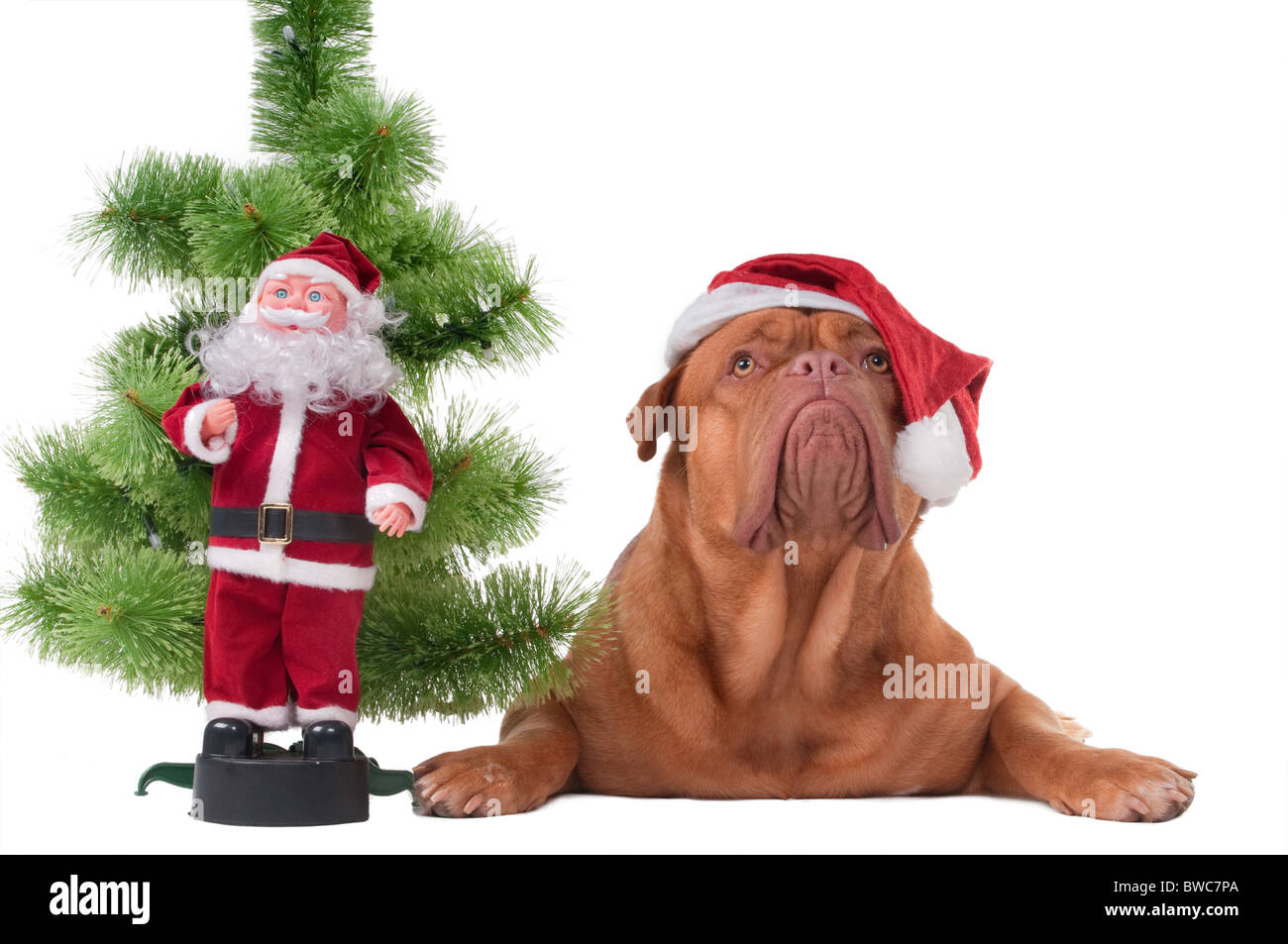 Dog with Santa's cap lying next to a Christmas tree and Santa toy Stock ...