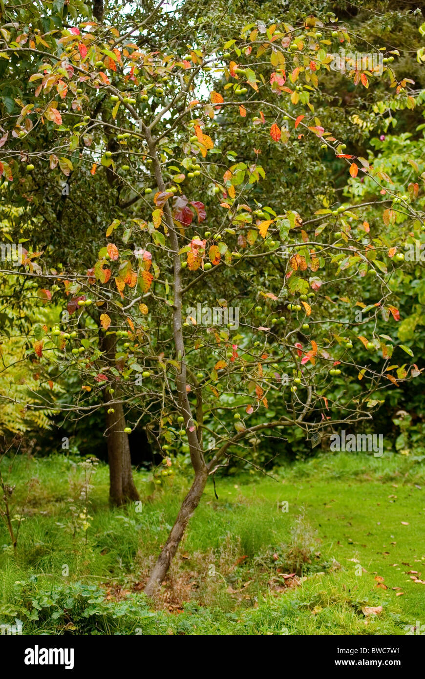 MALUS CORONARIA CHARLOTTAE Stock Photo - Alamy