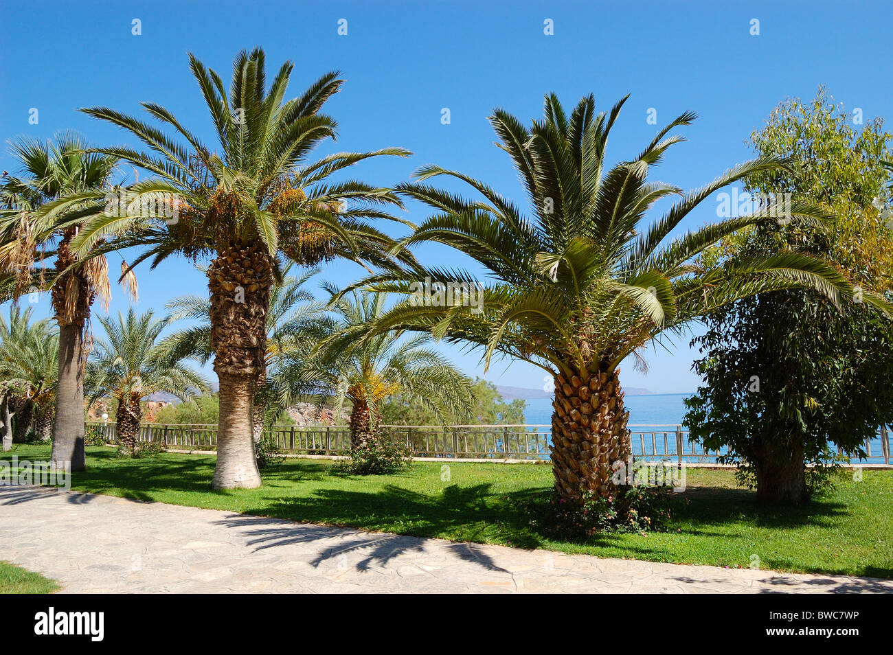 Palm trees at luxury hotel, Crete, Greece Stock Photo - Alamy