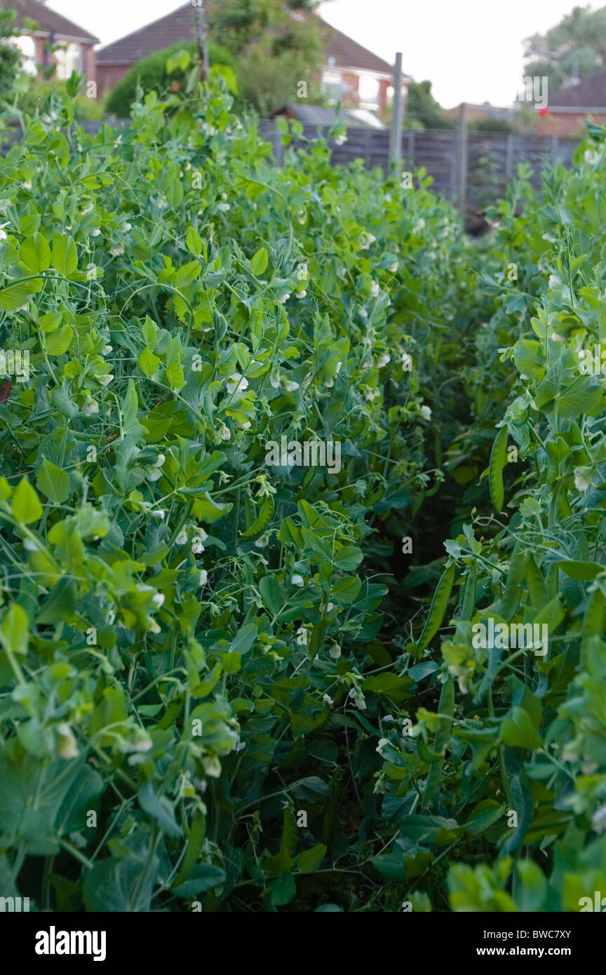 Garden pea hi-res stock photography and images - Alamy
