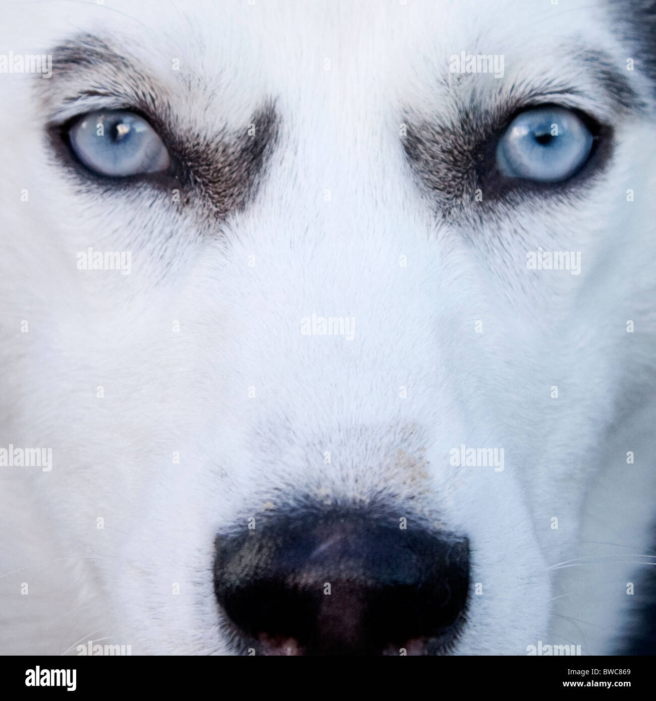 Husky dog with pale blue eyes hi-res stock photography and images - Alamy