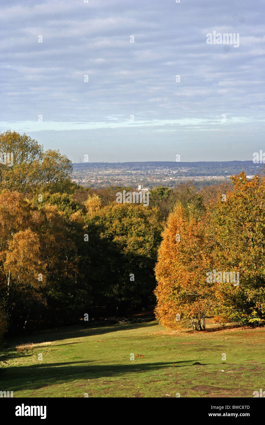 High Beech or Beach Epping Forest Stock Photo - Alamy