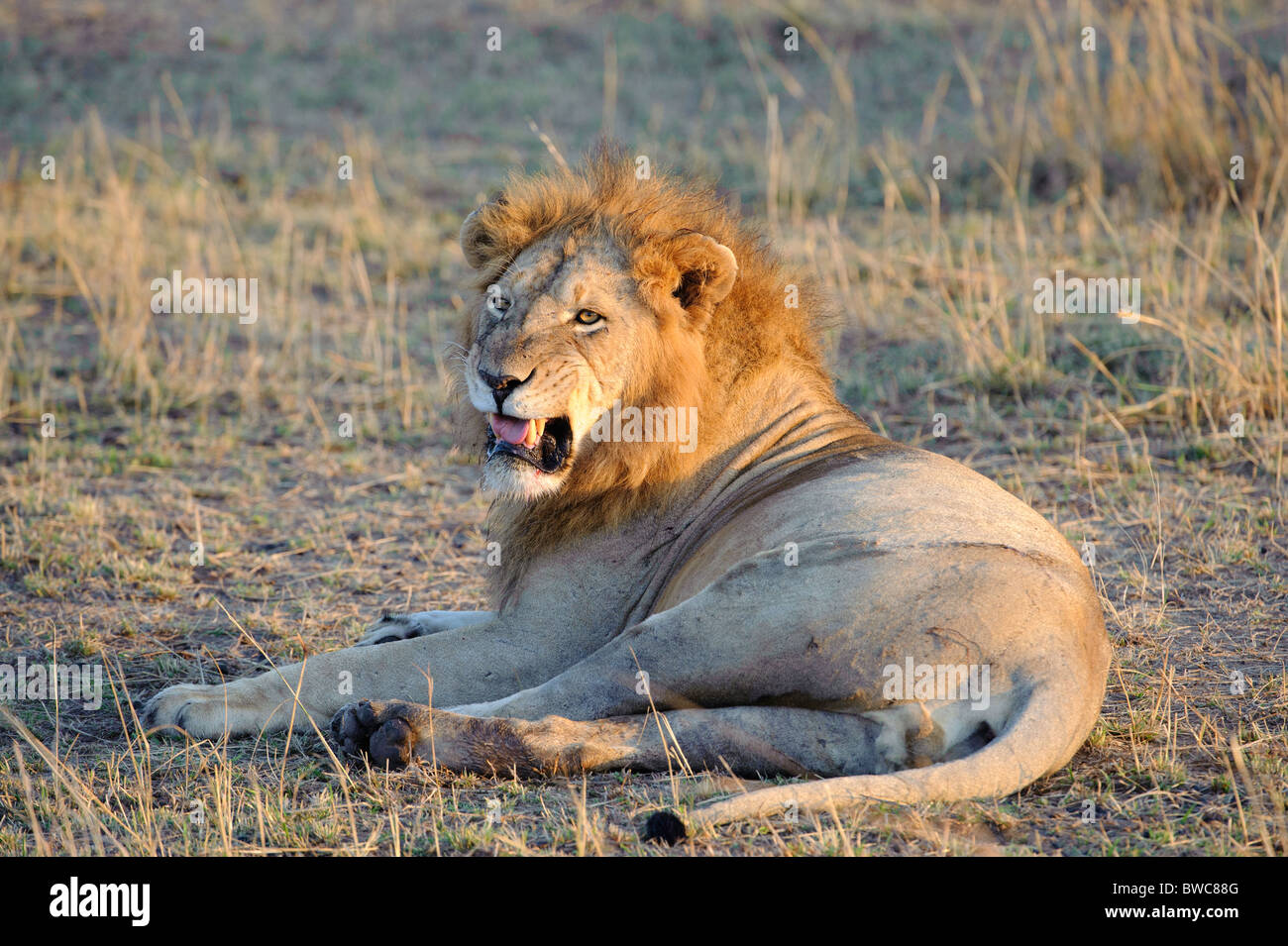 Full Mane High Resolution Stock Photography and Images - Alamy
