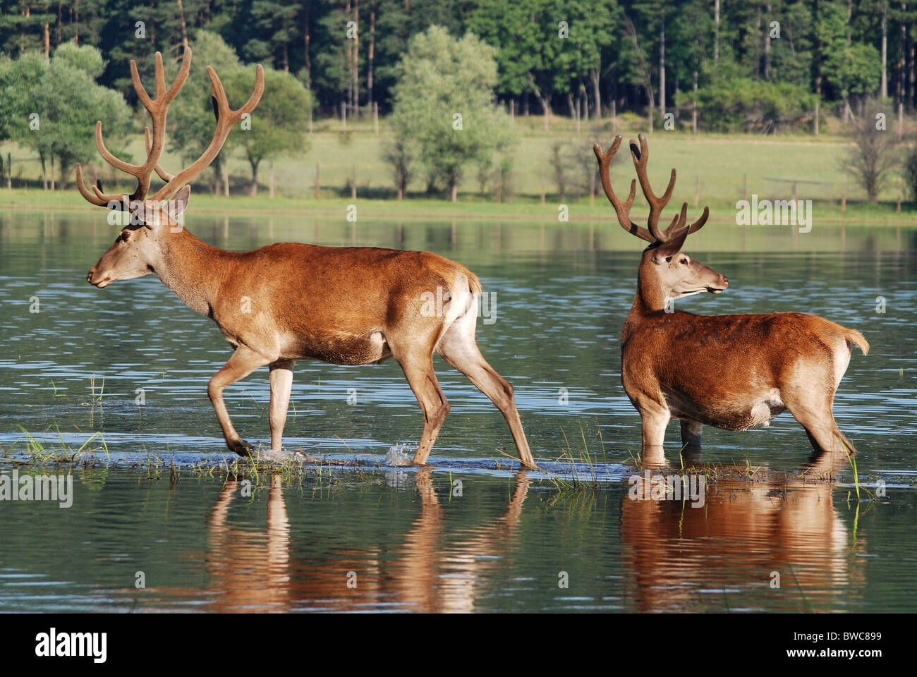 deer in water Stock Photo - Alamy