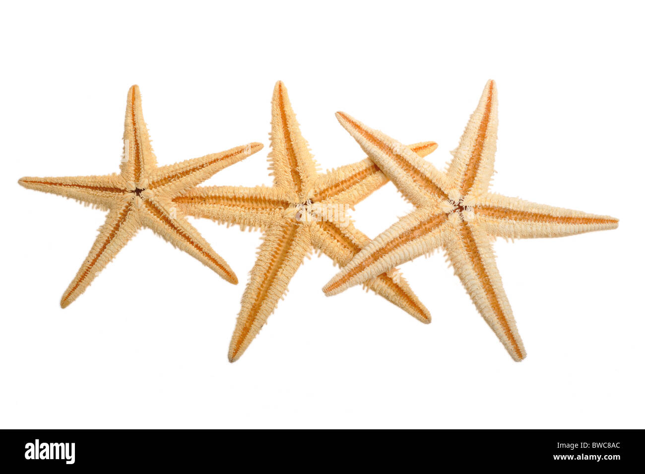 Sea star isolated on white background Stock Photo - Alamy