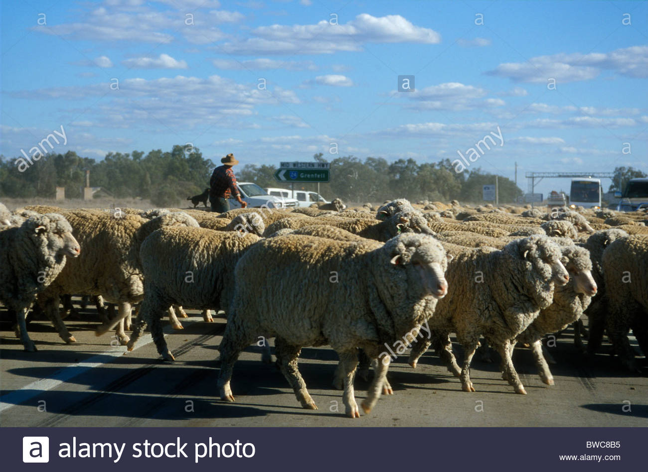 Droving Australia Stock Photos & Droving Australia Stock Images - Alamy