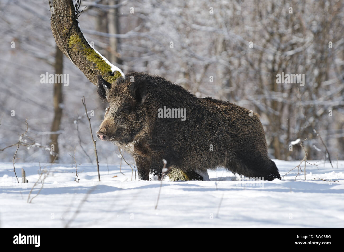 Wild boar leg hi-res stock photography and images - Alamy