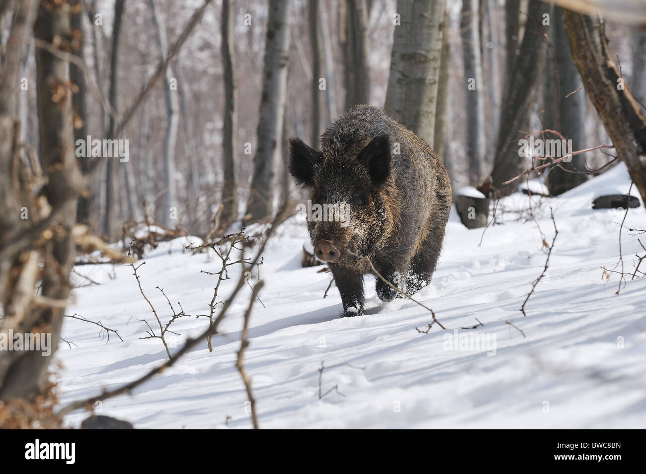 wild boar in the winter Stock Photo - Alamy