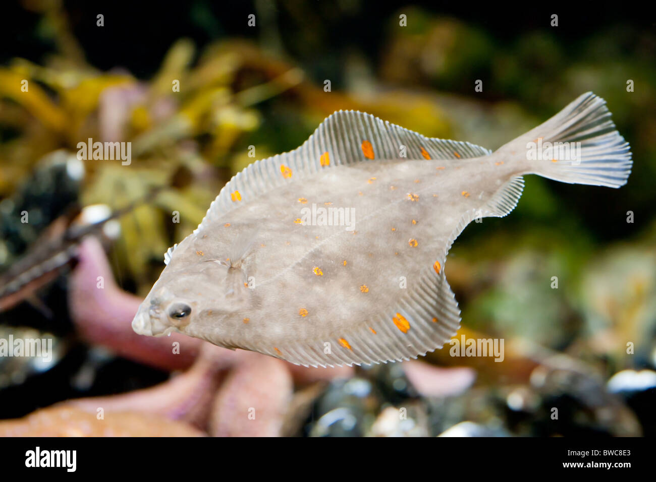 European Plaice fish (Pleuronectes platessa Stock Photo - Alamy