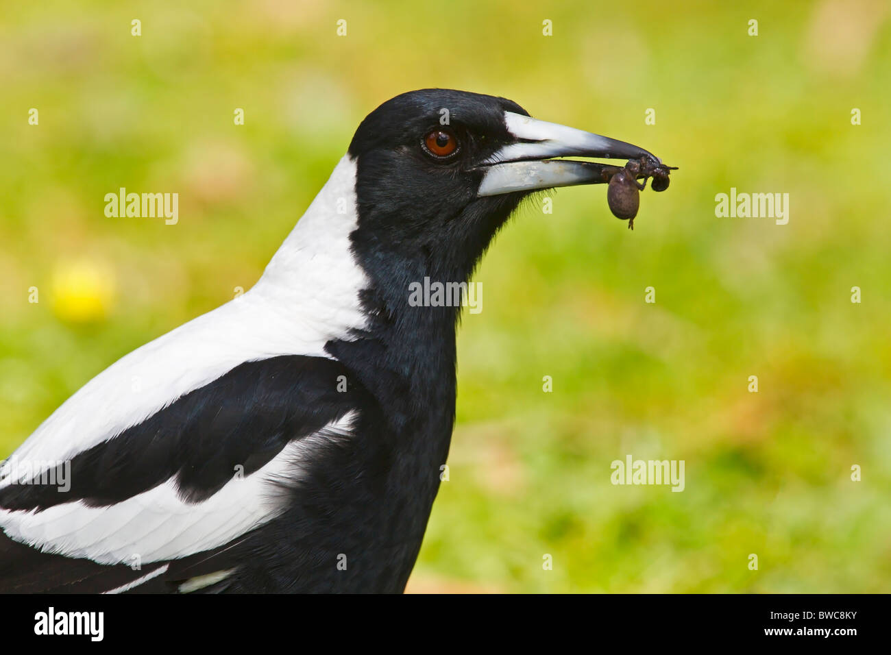AUSTRALIAN MAGPIE PORTRAIT WITH AN INESCT IN IT'S BEAK Stock Photo - Alamy