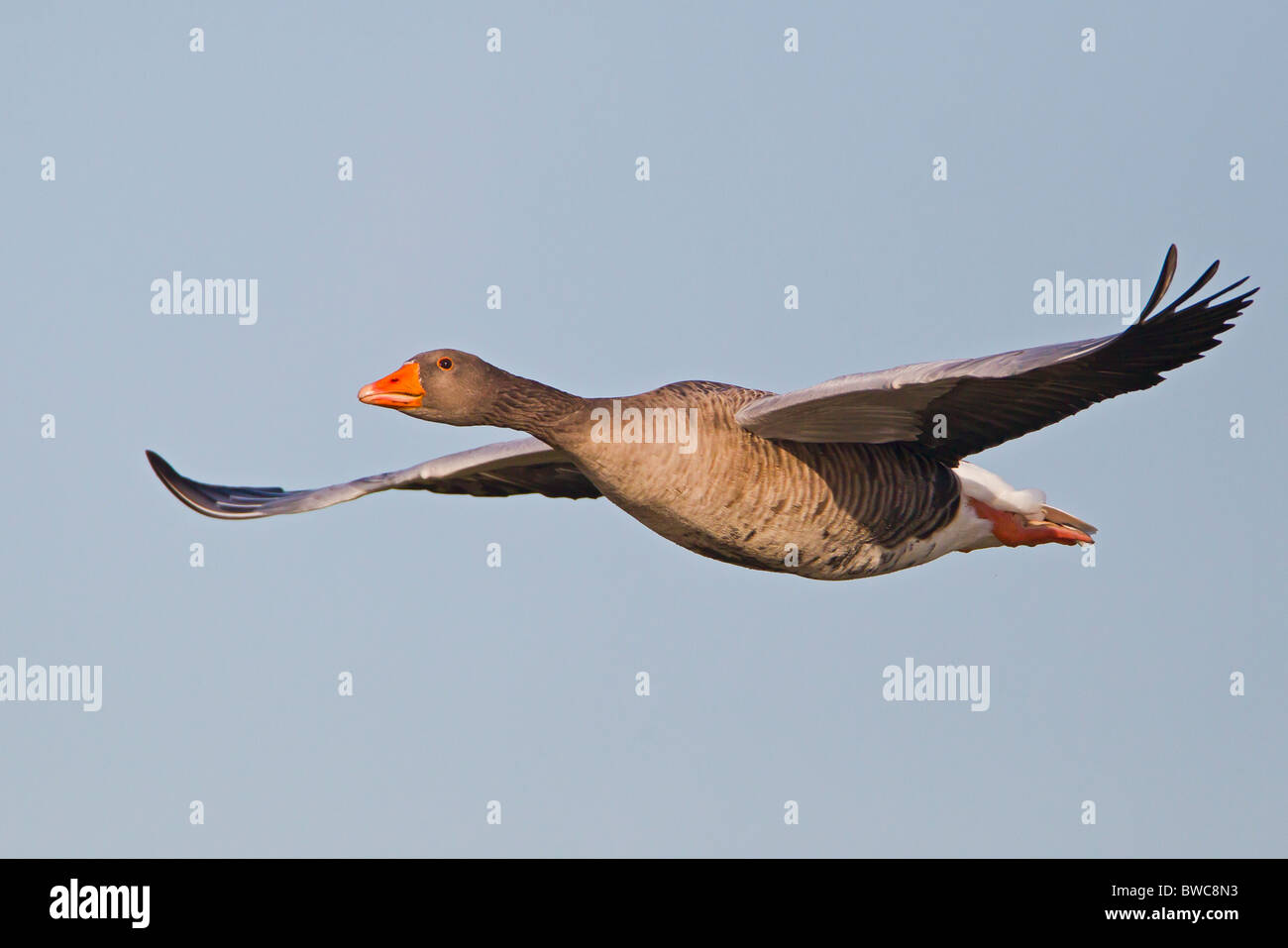 GREYLAG GOOSE IN FLIGHT Stock Photo - Alamy