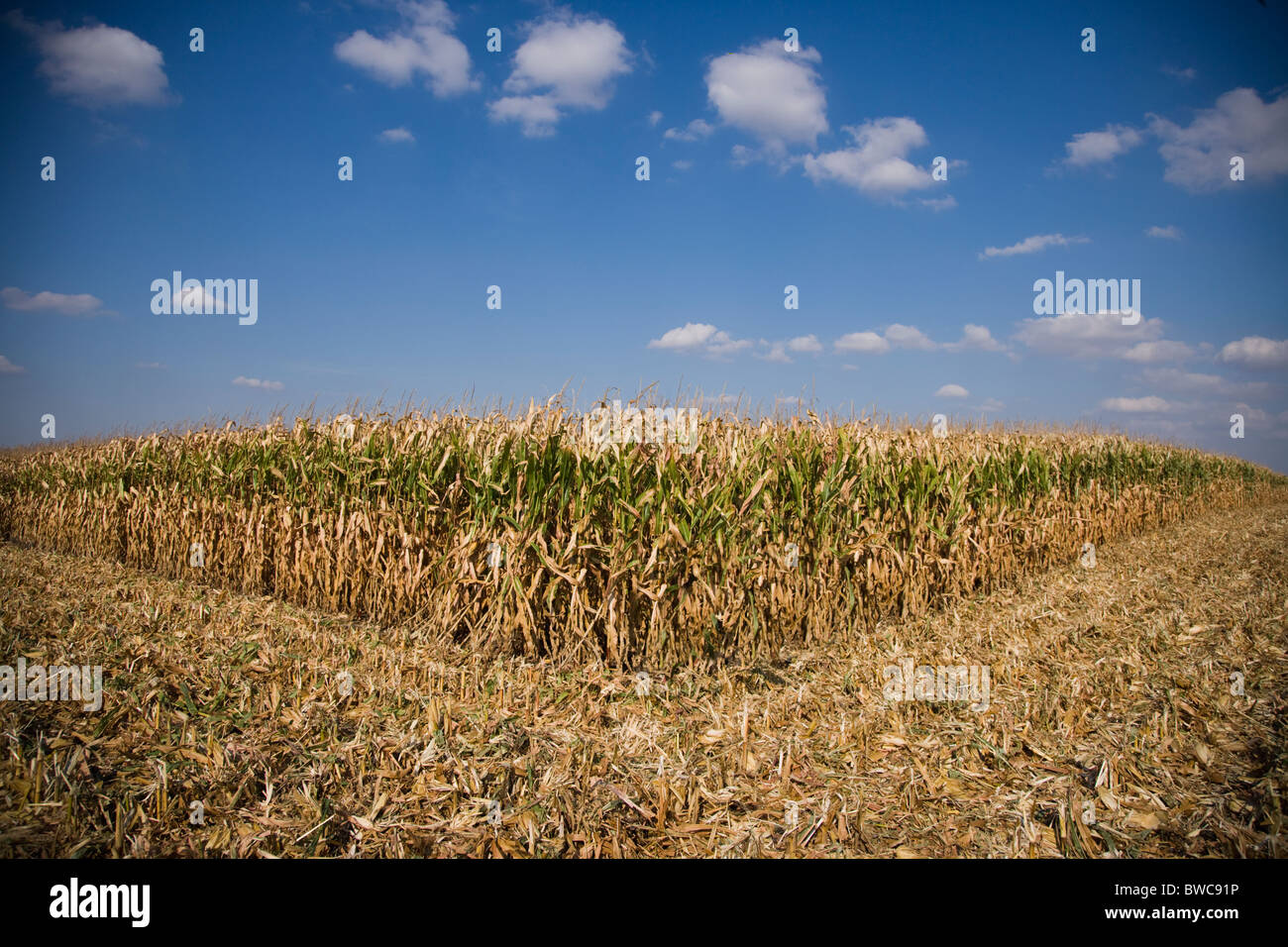 Maize corner hi-res stock photography and images - Alamy