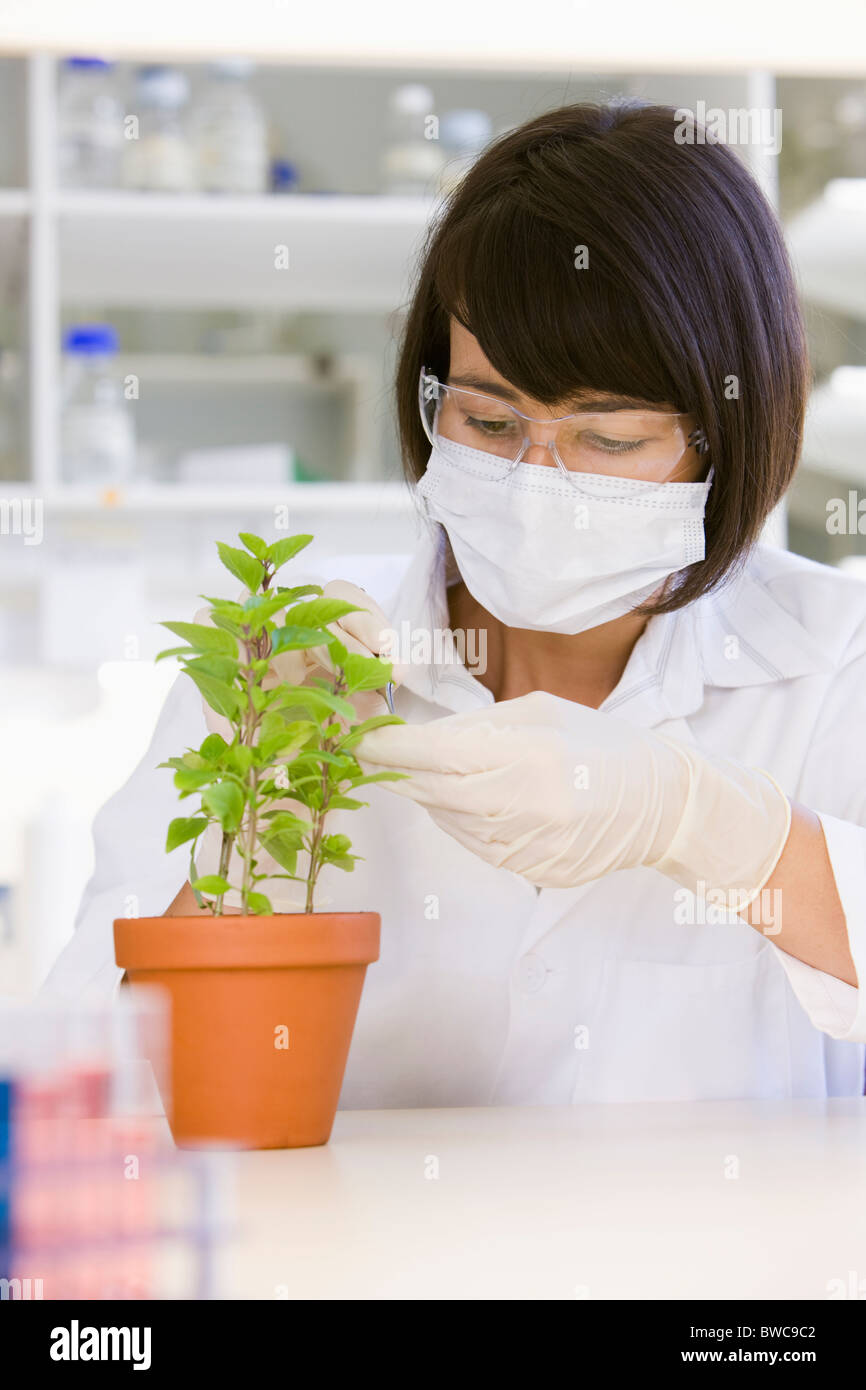 Female scientist doing research with plant in laboratory Stock Photo ...