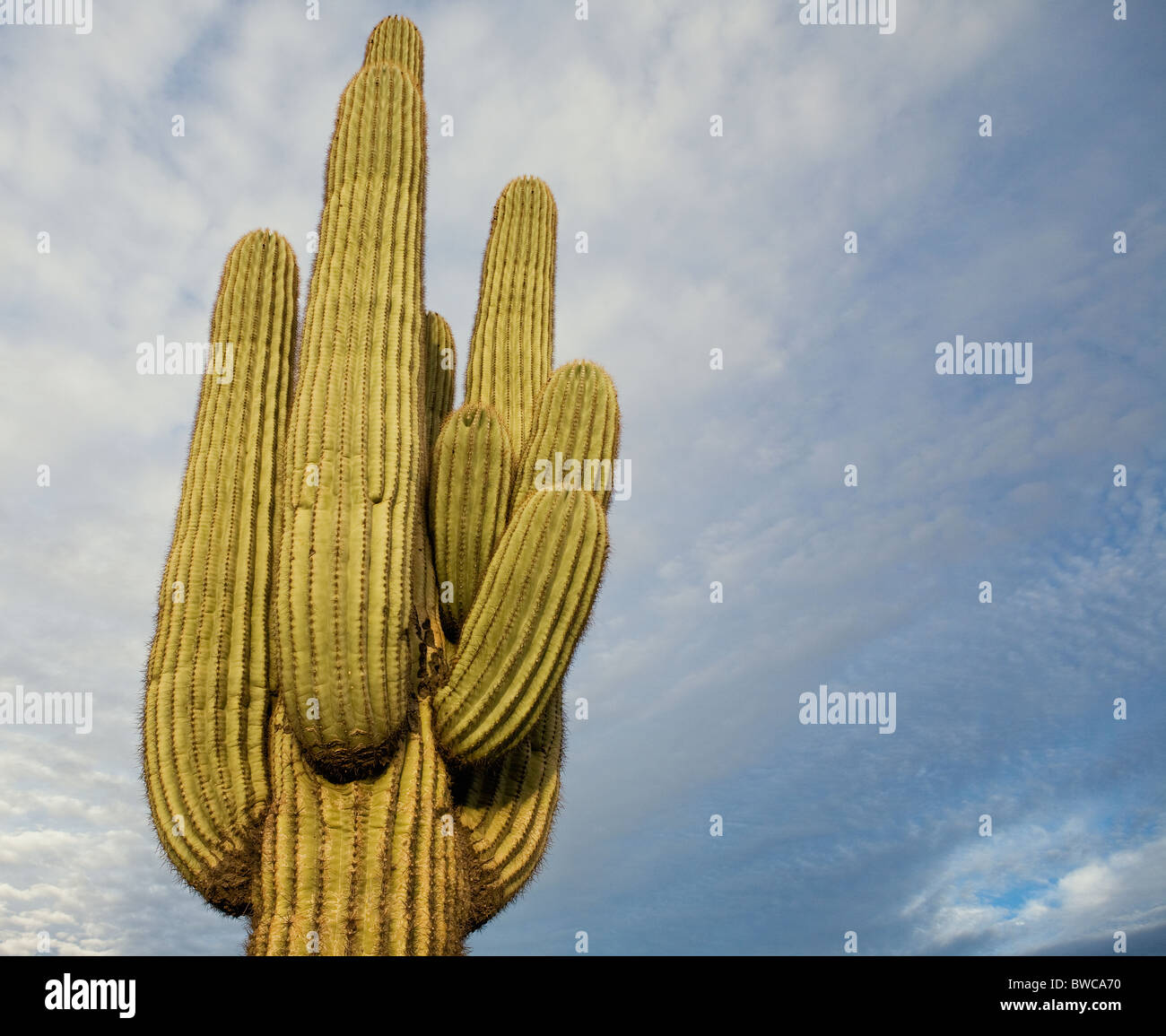 Usa Arizona Phoenix Saguaro Cactus High Resolution Stock Photography ...
