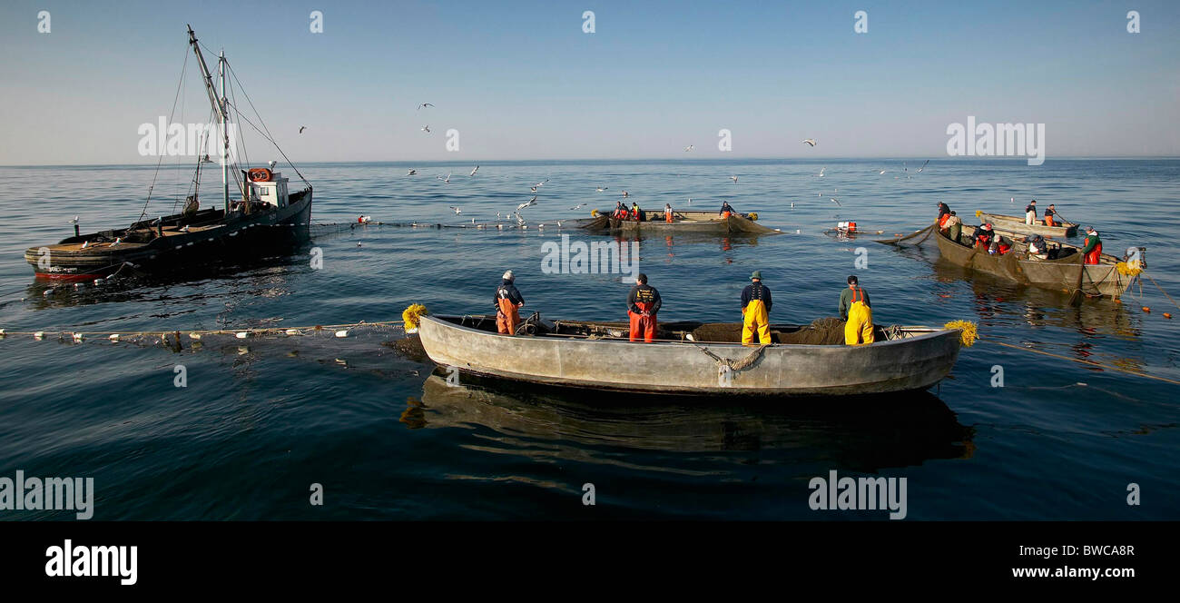 A fleet of trap fishing boats preparing to haul up the net traps at ...