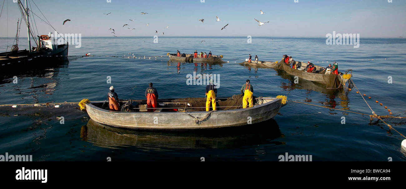 A fleet of trap fishing boats preparing to haul up the net traps at ...