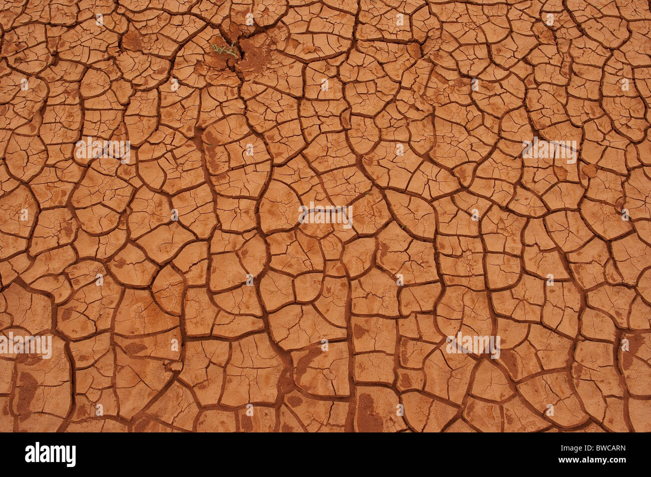 Cracked red earth in the Australian desert Stock Photo - Alamy