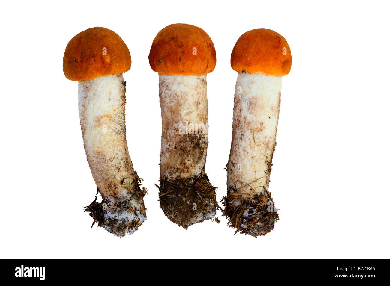 orange birch boletus - edible mushroom Stock Photo - Alamy