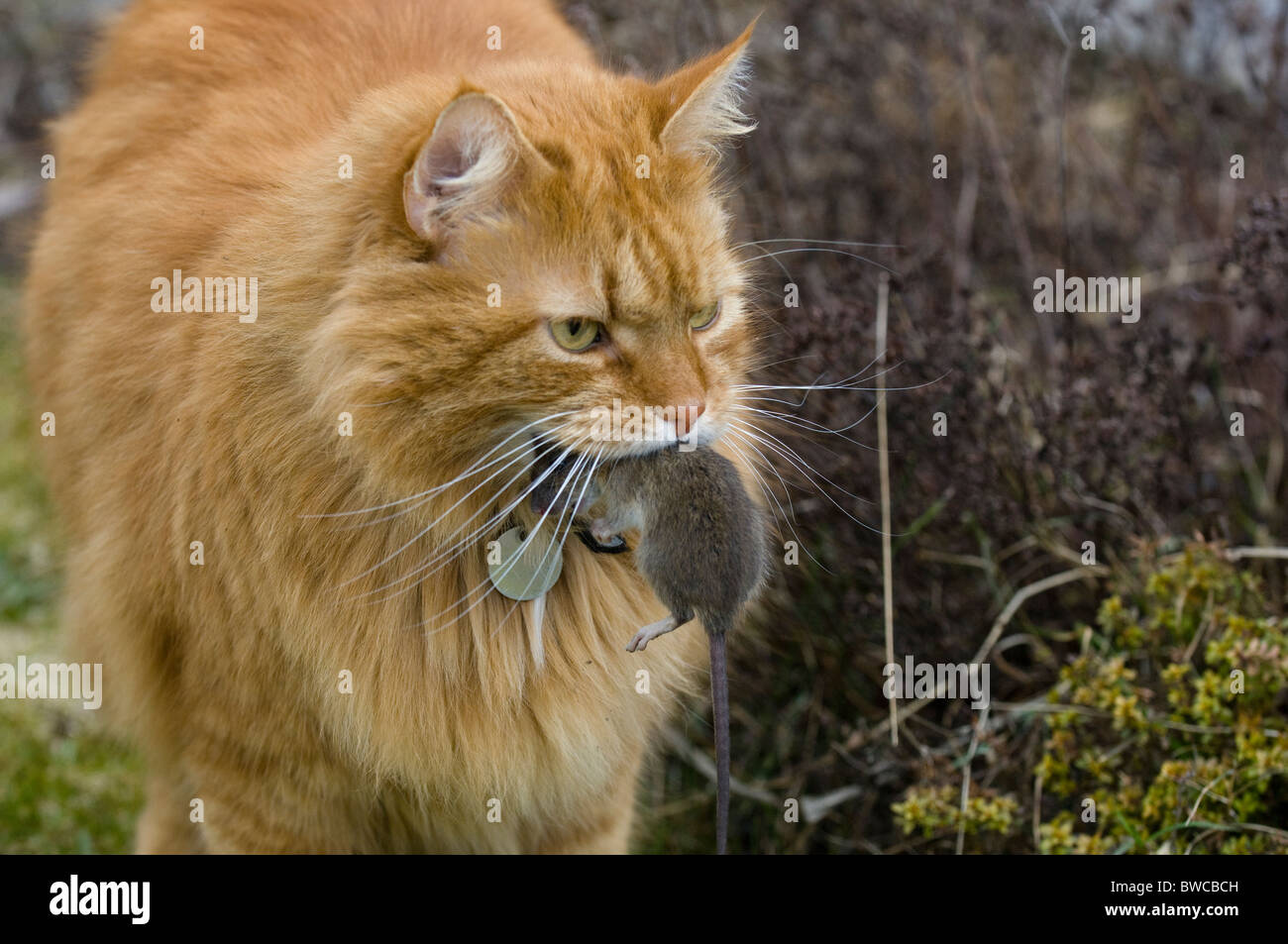 Cat chasing mouse hi-res stock photography and images - Alamy