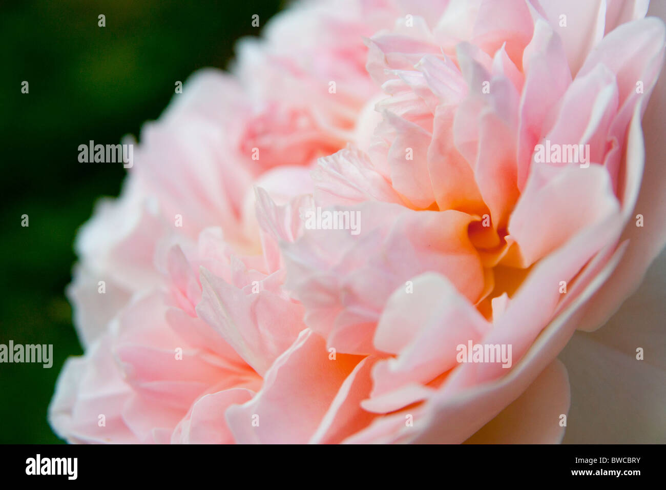 English pink rose horizontal hi-res stock photography and images - Alamy
