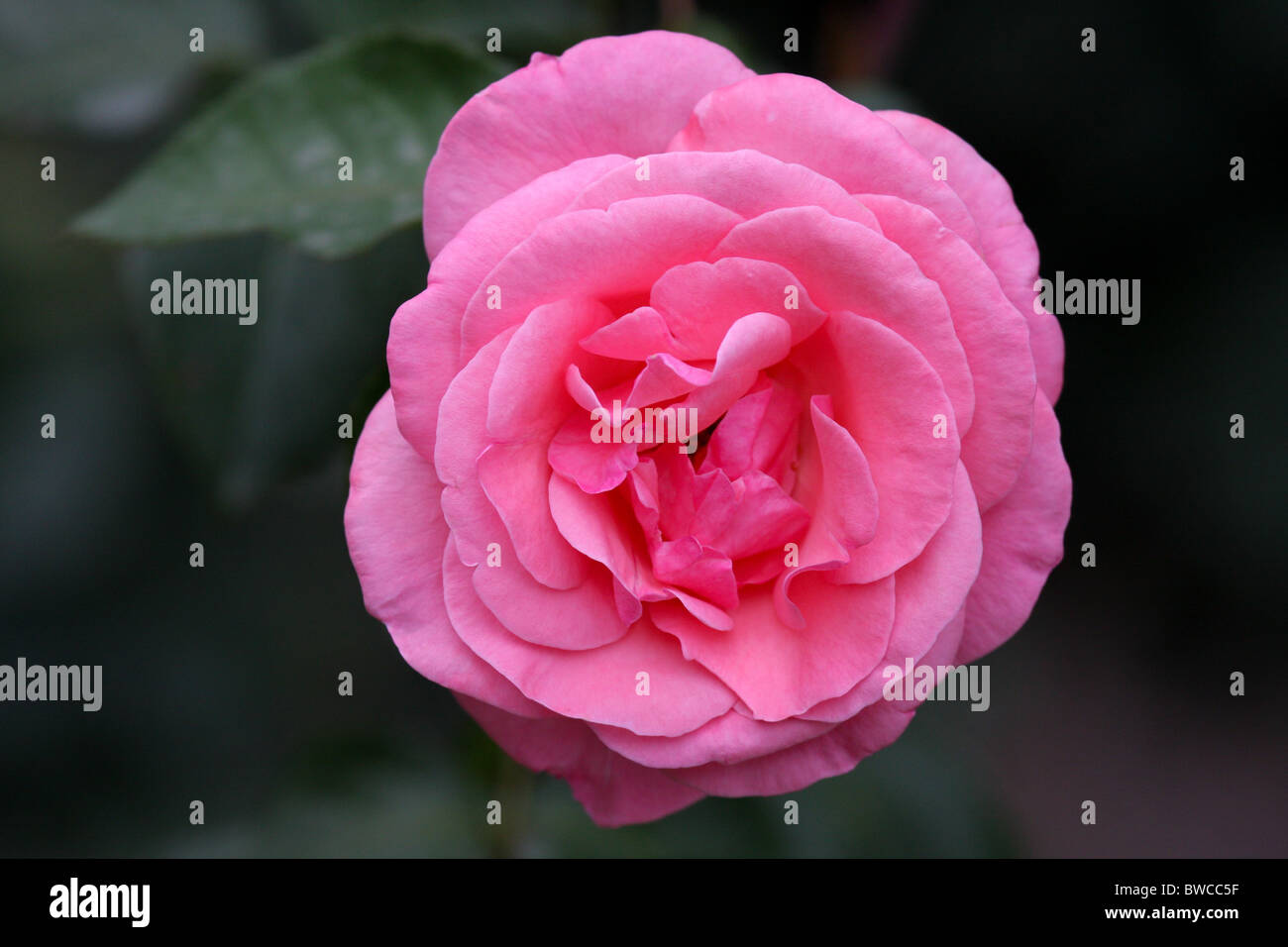 Single big pink rose hi-res stock photography and images - Alamy