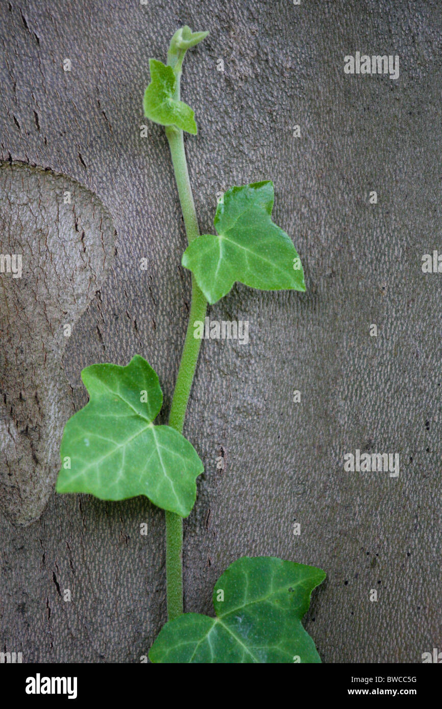 Green shoot of ivy Stock Photo - Alamy