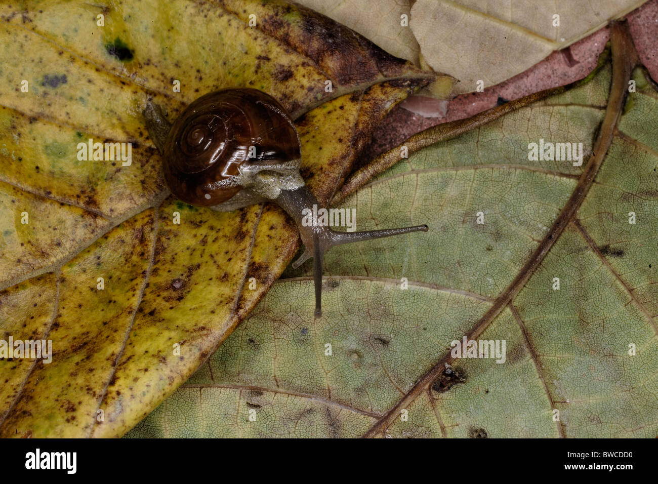 Slow moving insects hi-res stock photography and images - Alamy