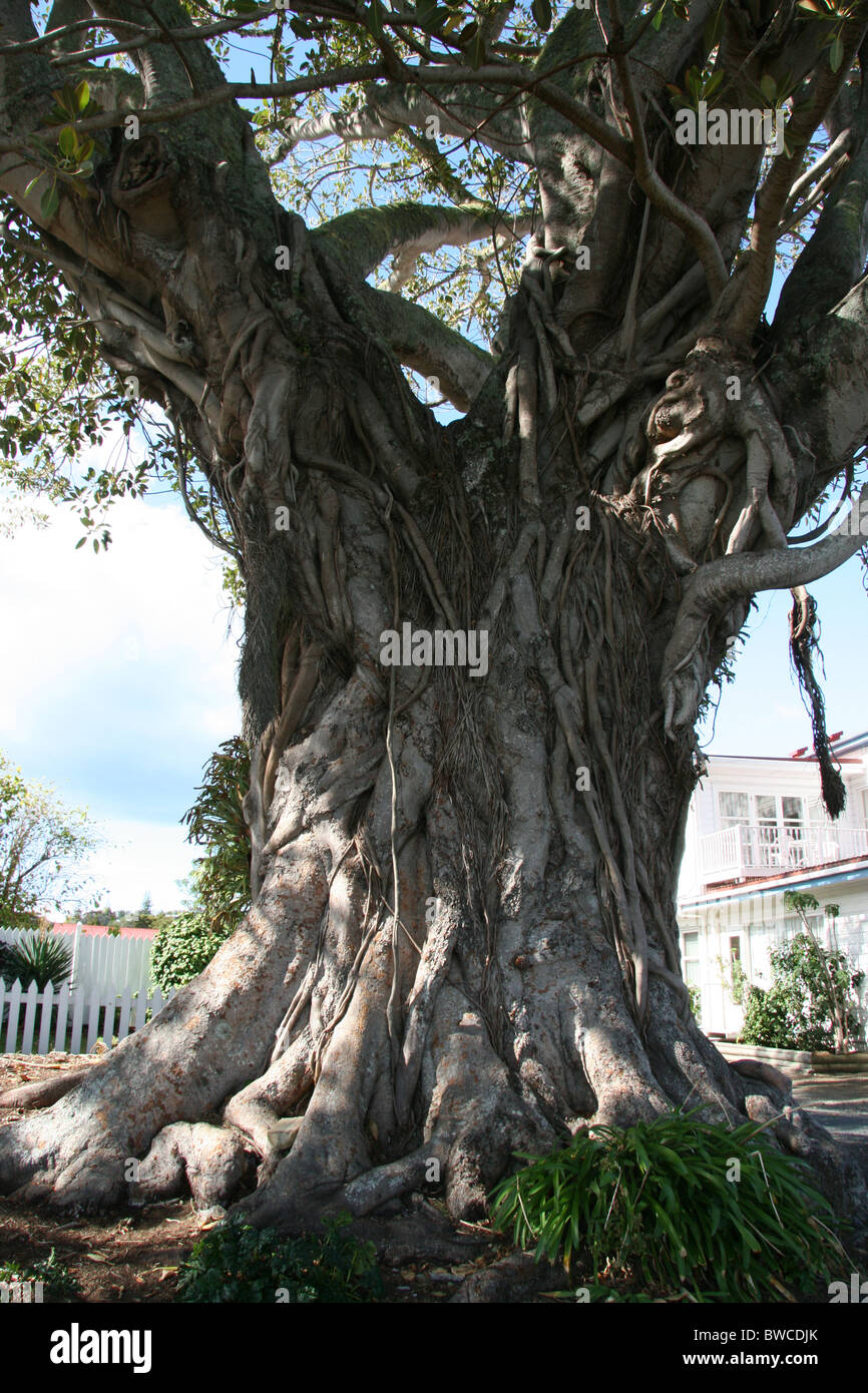Old gnarled tree hi-res stock photography and images - Alamy