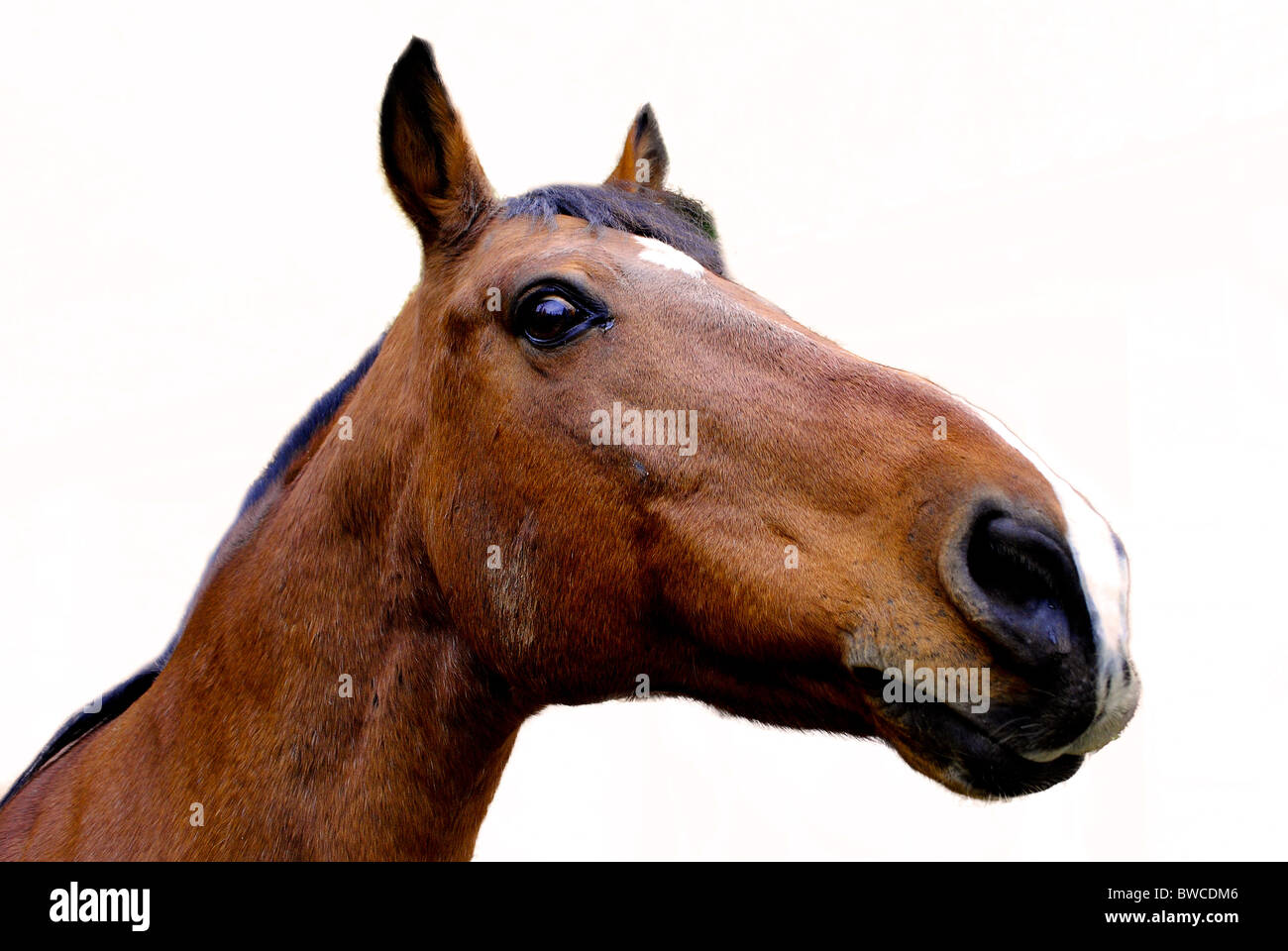 horses with the head outside of the stable Stock Photo - Alamy