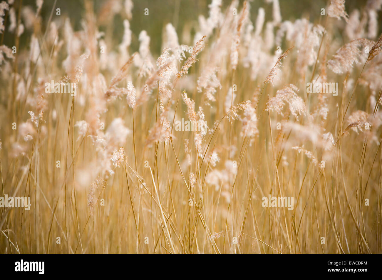 Fine golden reeds or grass with feathery tops in a field swaying in the ...