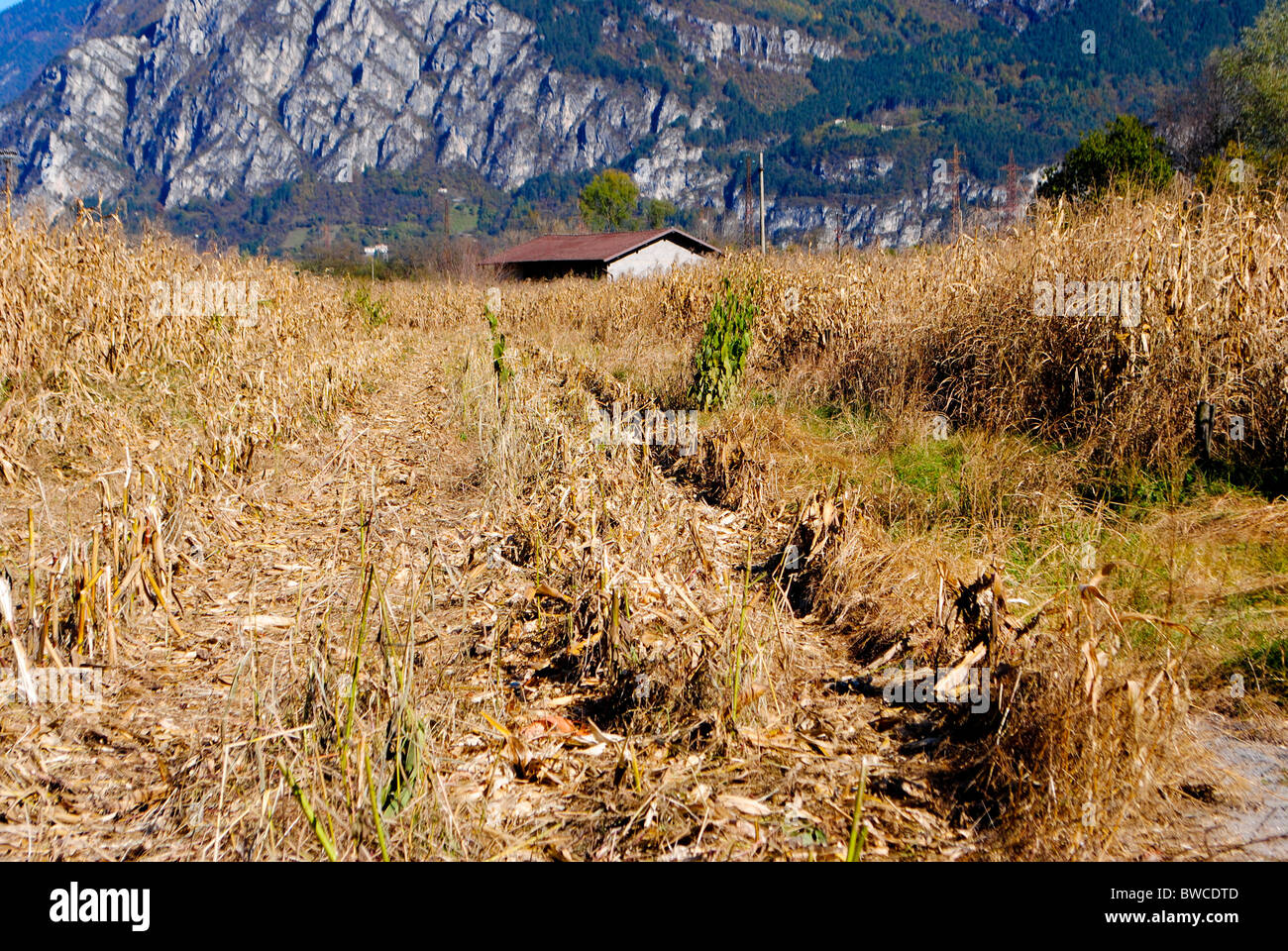 country road in the cornfields Stock Photo - Alamy