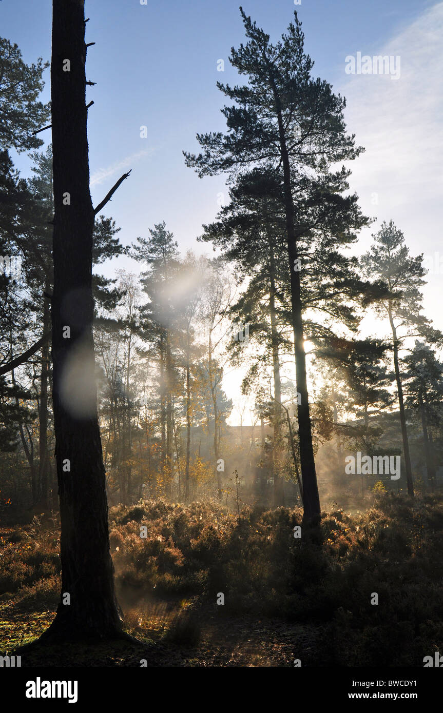 Woodlands in berkshire hi-res stock photography and images - Alamy