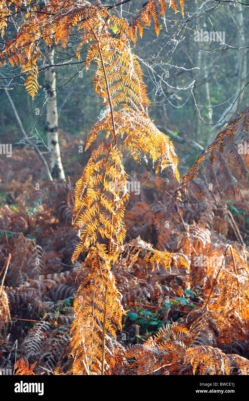 Ascot, Berkshire, England: Autumn ferns in a woodland Stock Photo - Alamy