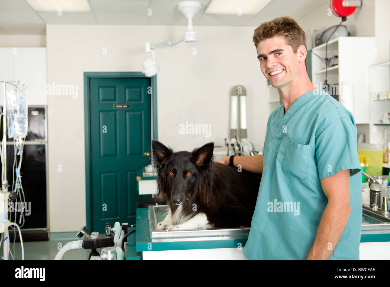 A small animal clinic with a dog on the surgery prep table Stock Photo ...
