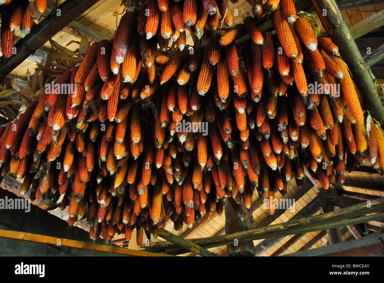 cobs of corn red and yellow dry under the roof Stock Photo - Alamy