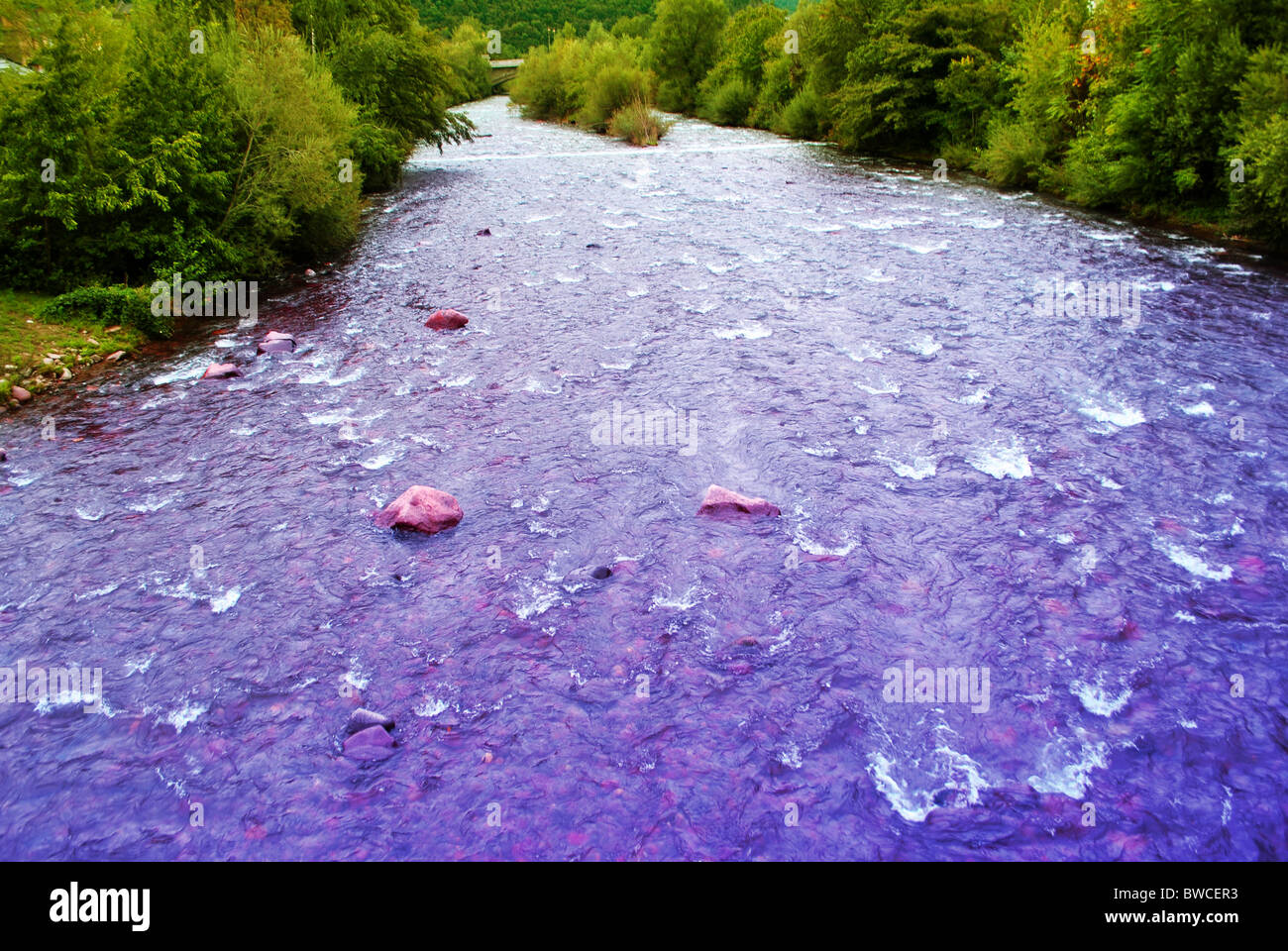 river vegetation and clean water Stock Photo - Alamy