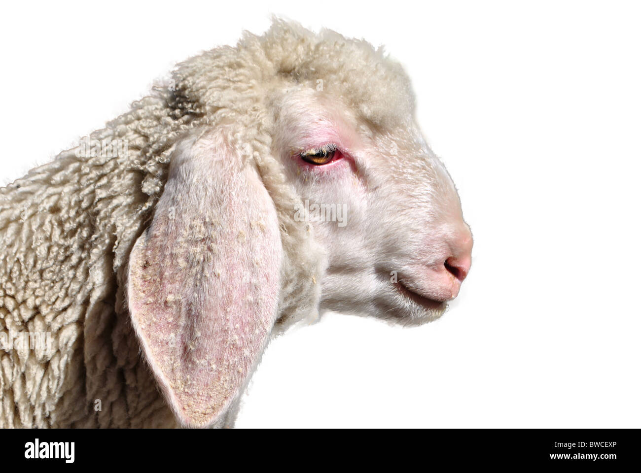 picture of sheep with white background Stock Photo - Alamy