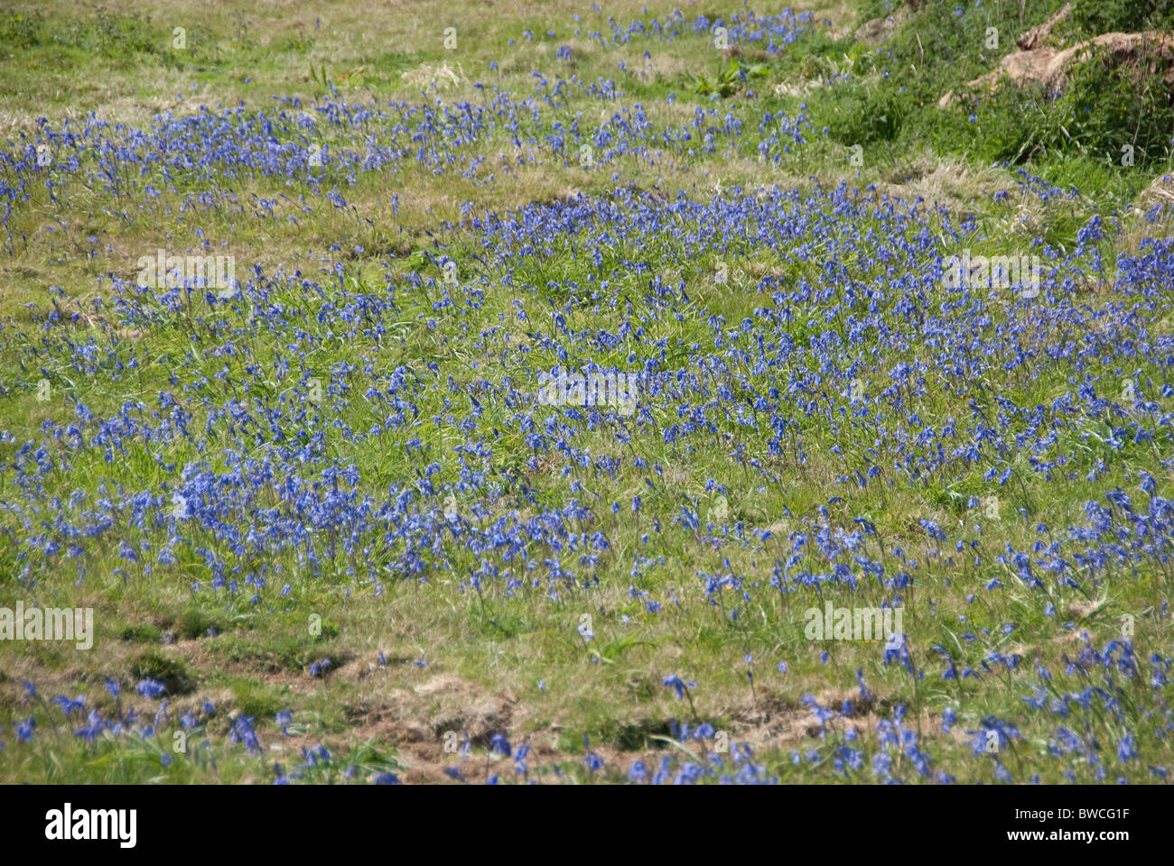 Bell field hi-res stock photography and images - Alamy