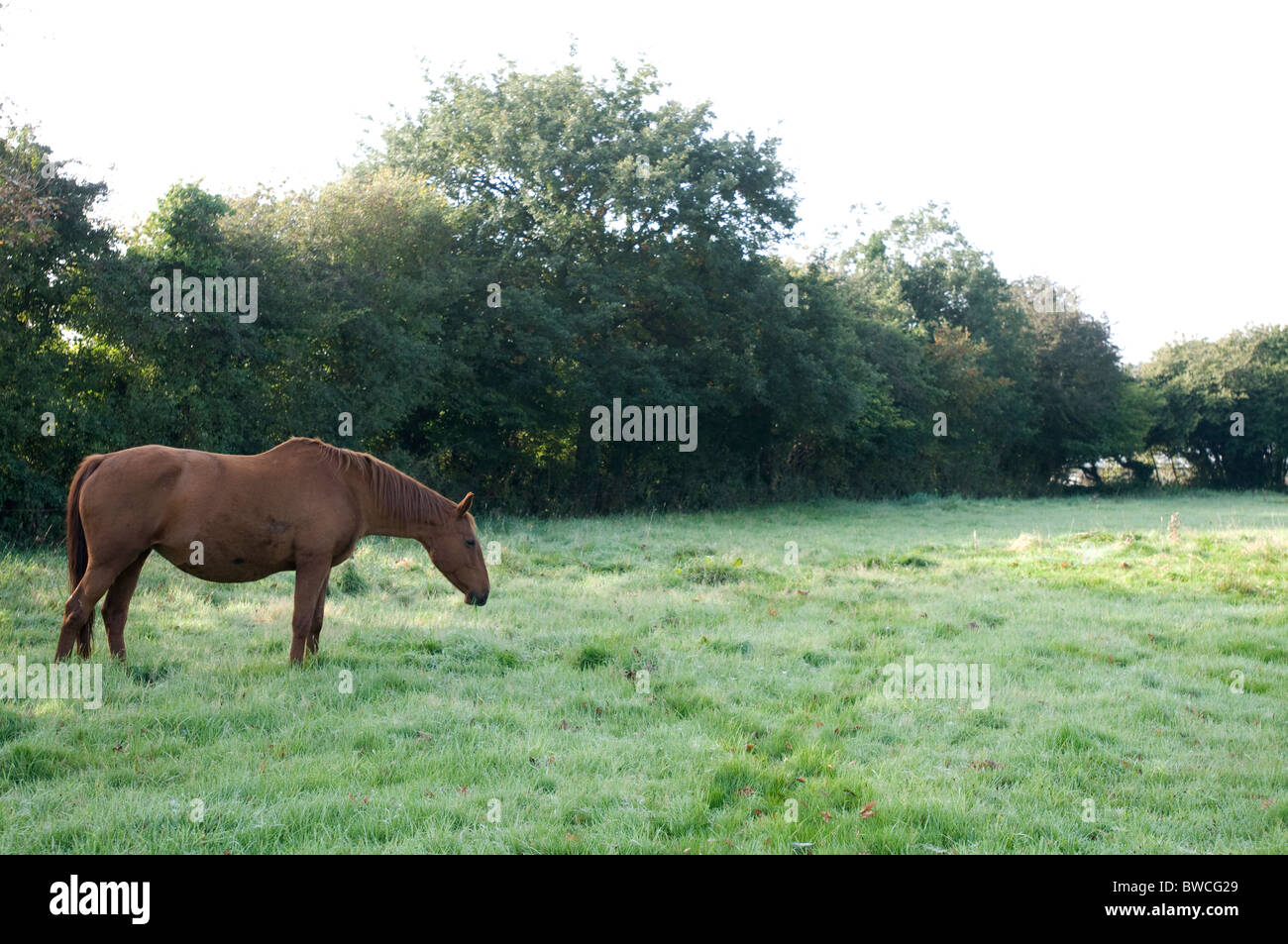 A horse in an empty field Stock Photo - Alamy