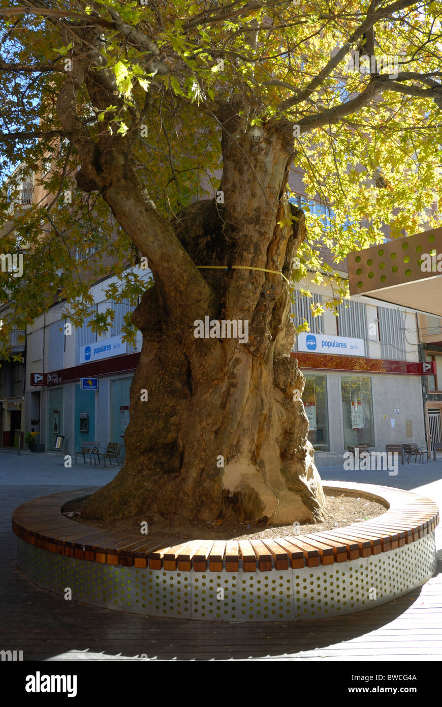 300 year old tree hi-res stock photography and images - Alamy
