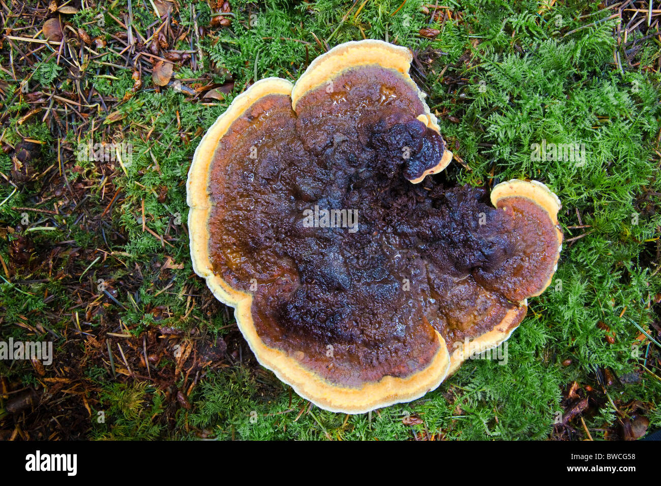 Phaeolus schweinitizii hi-res stock photography and images - Alamy