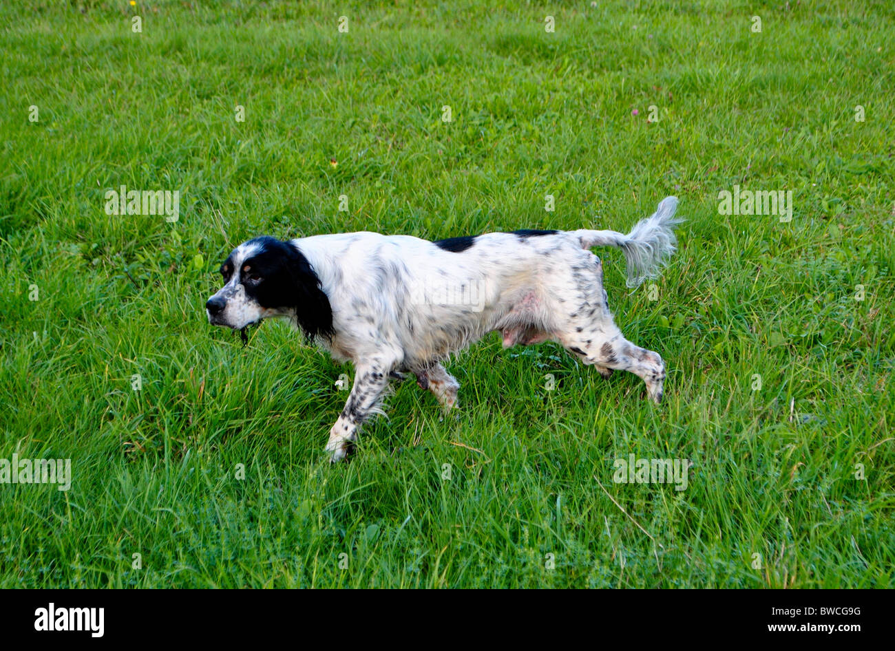 setter dog pointing to hunt pheasant Stock Photo - Alamy