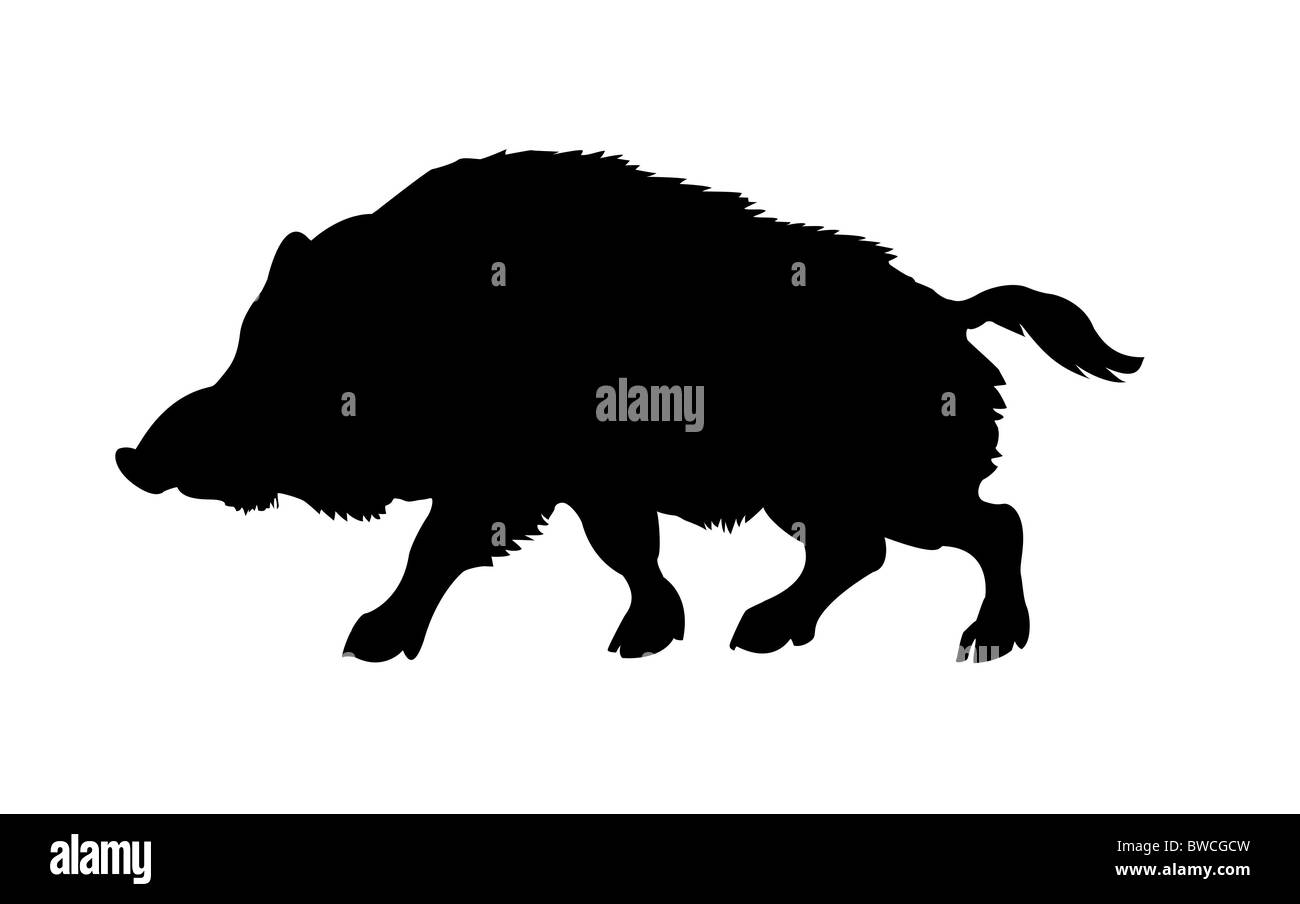 silhouette of the wild boar isolated on white background Stock Photo ...