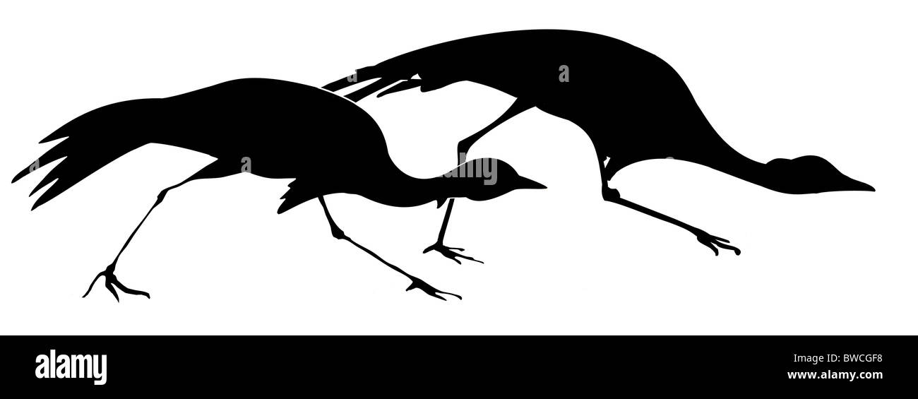 illustration attacking cranes on white background Stock Photo - Alamy