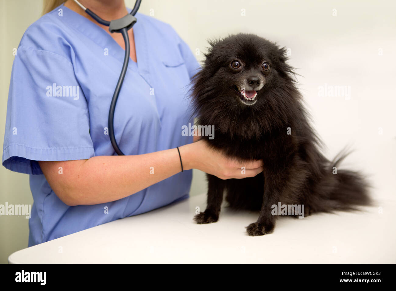 A dog having it's heart rate checked at the vet clinic Stock Photo - Alamy
