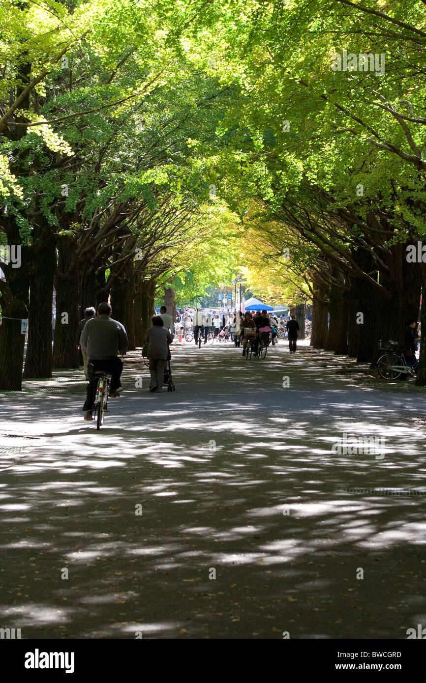 Walk lined with trees in Hikarigaoka Park, Tokyo, Japan Stock Photo - Alamy